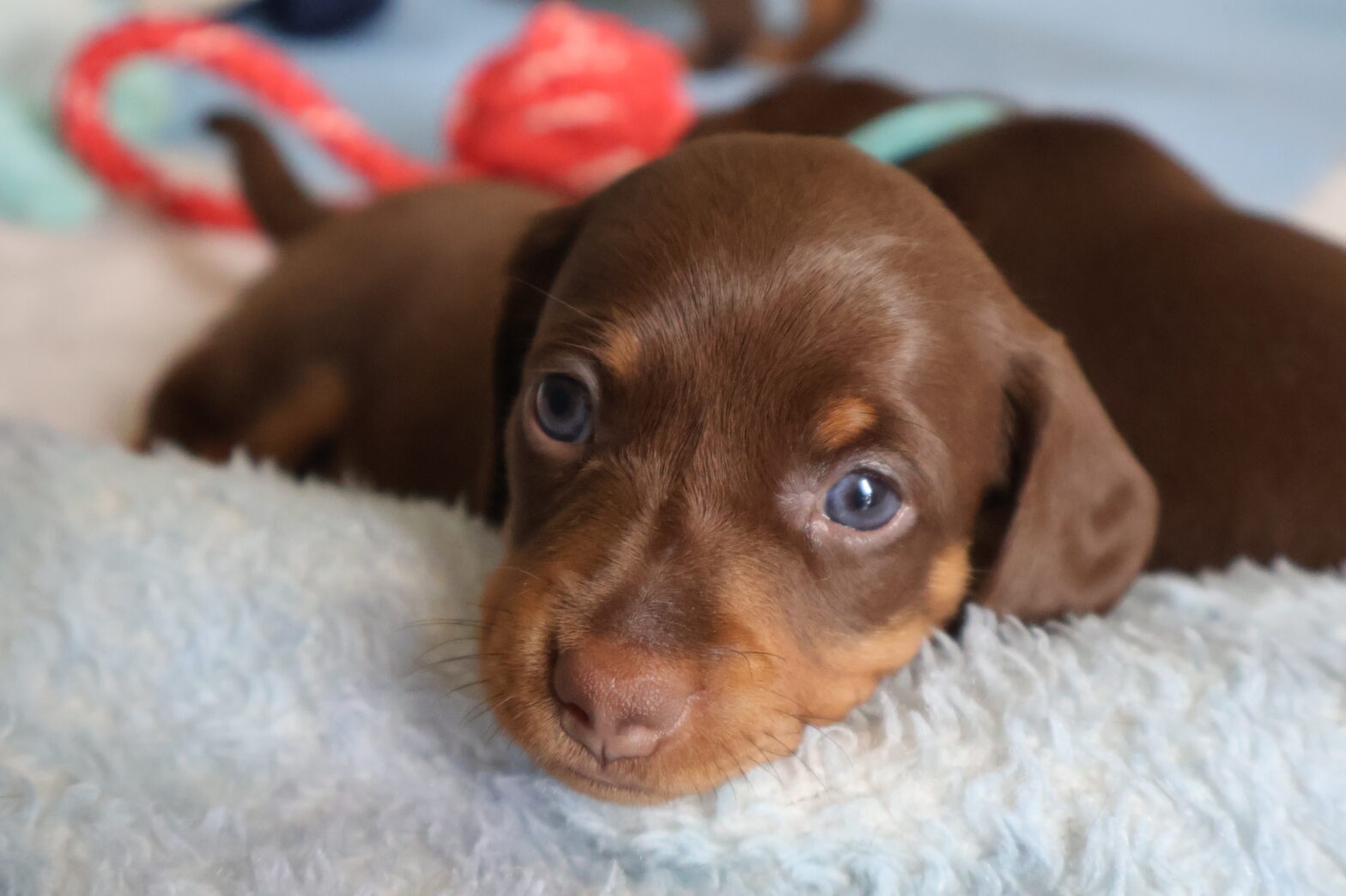 Available Puppies - Dachearts - Brisbane Mini Smooth Dachshund Breeders